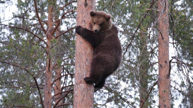 Finlandia - Wild Taiga: nel regno dell'orso. - The Wilderness Society ...